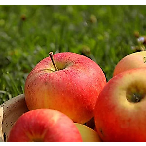 100+ Apple Seeds for Planting