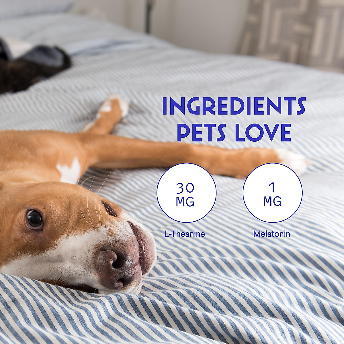 Wonder Paws Melatonin for Dogs – Pet Melatonin with L-Theanine (Suntheanine®) –Occasional Anxiety Relief for Dogs, Stress, Calming, Relaxation & Sleep Support – Liquid Dog Melatonin 2oz (60ml)