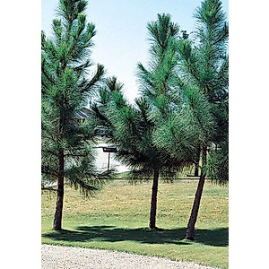 Loblolly Pine Tree | 3 Live Plants | Pinus Taeda | Fast Growing Stately Shade Tree