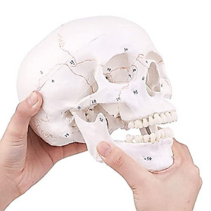 Life Size 3-parts numbered Skull Model with Full Set of Teeth ,Removable Skull Cap and Articulated Mandible, Detailed Product Poster Includes