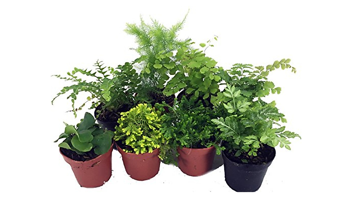 Mini Ferns for Terrariums - 8 Assorted Plant Pots