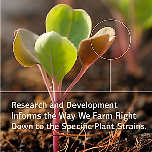 Standard Process Inc. Ginkgo Synergy - Whole Food Mental Clarity, Brain Health Supplement, Brain Support and Blood Flow with Grapeseed Extract, Buckwheat, Gotu Kola, Ginkgo Biloba - 40 Capsules