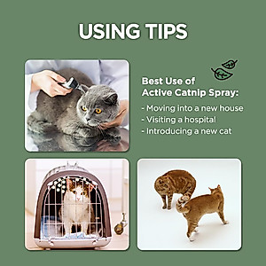 Active Catnip Spray - High Potency Transparent Liquid Spray made of Fresh Organic Catnip for Indoor Cats and Kittens, Relieves Stress, Calming, Revives Toys & Scratching Posts, Exercise (1fl oz)