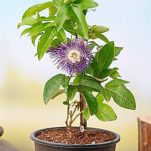 QAUZUY GARDEN Purple Passiflora Incarnata 10 Seeds Maracuja Passion Flower Maypop Non-GMO Fruit Seeds Fragrant Hardy Fast- Growing Low Maintenance