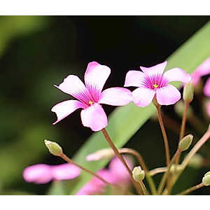 Green Shamrock Bulbs 15 Luck Oxalis Bulbs to Plant, Easy to Grow Indoors Outside The Novice Gardener's Choice