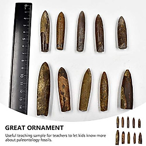 iplusmile 10pcs Paleontology Belemnite Fossil Specimen Science Ornament Laboratory Supply