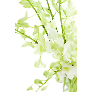 Fresh Cut Flowers - Dendrobium Orchids White with Vase- Support Small Business