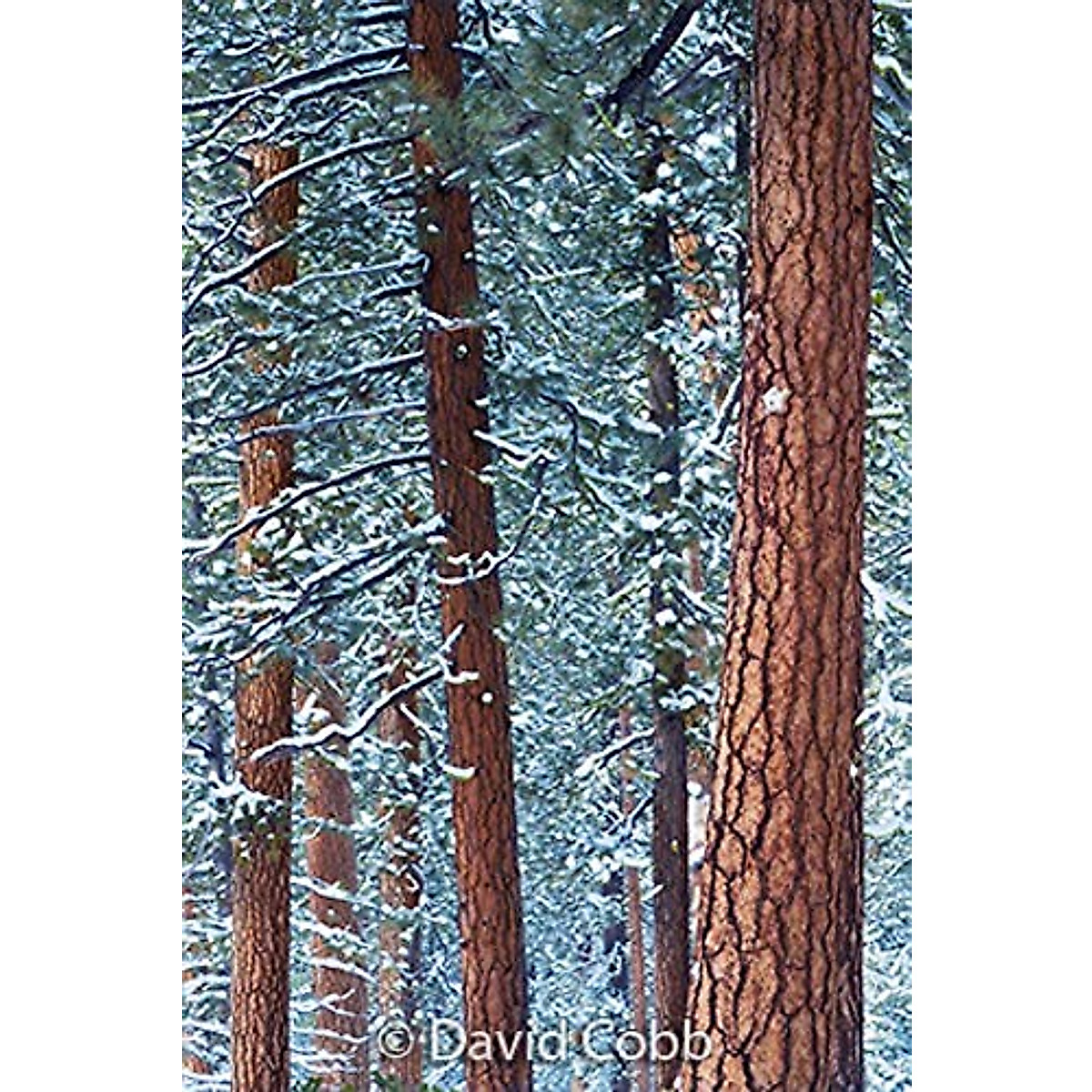 Sierra Club Engagement Calendar 2021