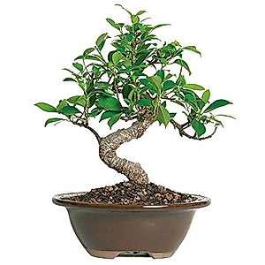 From You Flowers - Beginner Ficus Indoor Bonsai Tree for Birthday, Anniversary, Get Well, Congratulations, Thank You