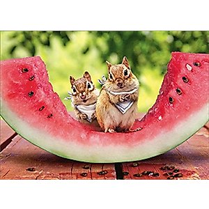 Chipmunk Watermelon Avanti Humorous/Funny Birthday Card