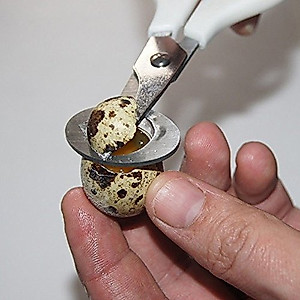 Adecco LLC Pigeon Quail Egg Cutter Scissors Stainless Steel Blades Bird Cutter 2 Pack (Quail Egg Scissor)