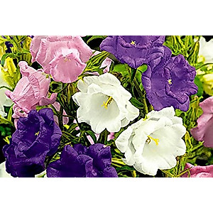 Canterbury Bells Campanula Medium Bluebells Flower Garden About 100 Seeds for Planting