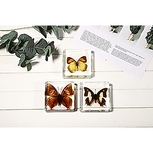 Real Large Butterfly Specimen Specimens Paperweight Collection Display(3x3x0.8''）for Office or Education (Style 4)