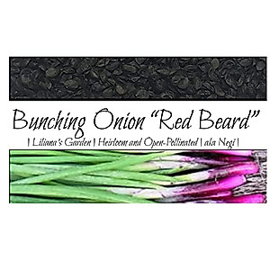 Scallion “Red Beard” – Bunching Onion Type - Resilient Green Onion Variety | Heirlooms Seeds by Liliana's Garden |