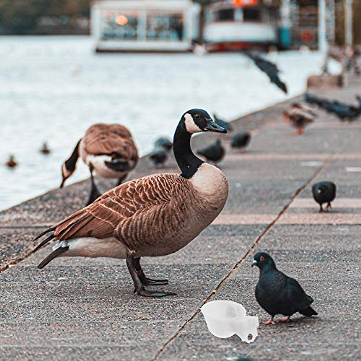 YARDWE 20PCS Automatic Pigeon Water Feeder Plastic Poultry Drinking Bowl Practical Quail Waterer Bird Supplies for Pigeon Chicken, White