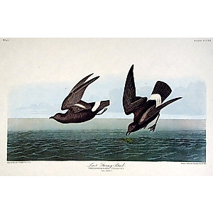 Least Stormy Petrel. From"The Birds of America" (Amsterdam Edition)