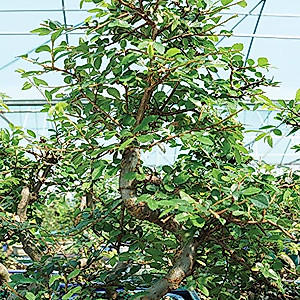 Brussel's Bonsai Live Chinese Elm Outdoor Bonsai Tree PIY Bundle-8 Years Old 8" to 10" Tall with Soil & Decorative Container, Medium, Blank