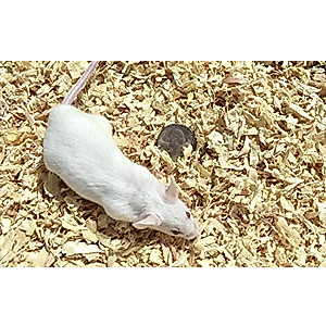 MiceDirect 40 Large Adult Mice: Pack of Frozen Large Adult Feeder Mice - Food for Corn Snakes, Ball Pythons, Lizards and Other Pet Reptiles - Freshest Snake Feed Supplies