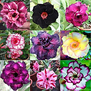 Big Pack Mixed Color Desert Rose Seeds to Grow | 50 Seeds | Adenium Obesum, 50 Seeds to Grow.. Exotic Bonsai Plant