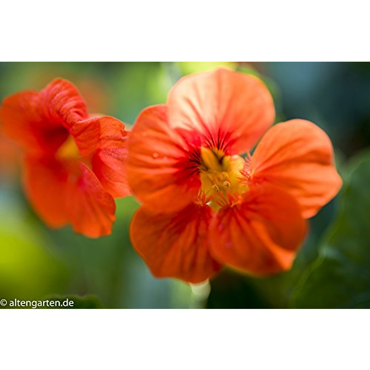 Tamron F1.8 VC 35mm USD Lens for Nikon - Black