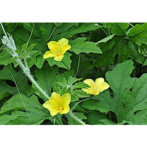 Bitter Gourd Seeds,Japanese Long (Asian vegetable) Harvested young at 10-13" !(25 Seeds)