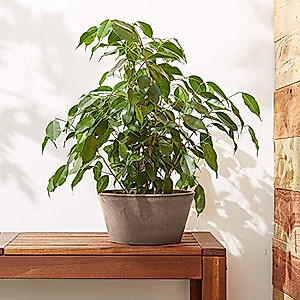 Arcadia Garden Products TD25TP Sleek Bulb Pan 10x5-Taupe