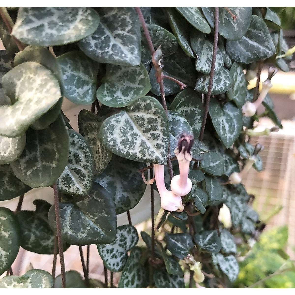 String of Hearts - Hearts Entangled -Ceropegia woodii-2.5" Pot-Collector' Series