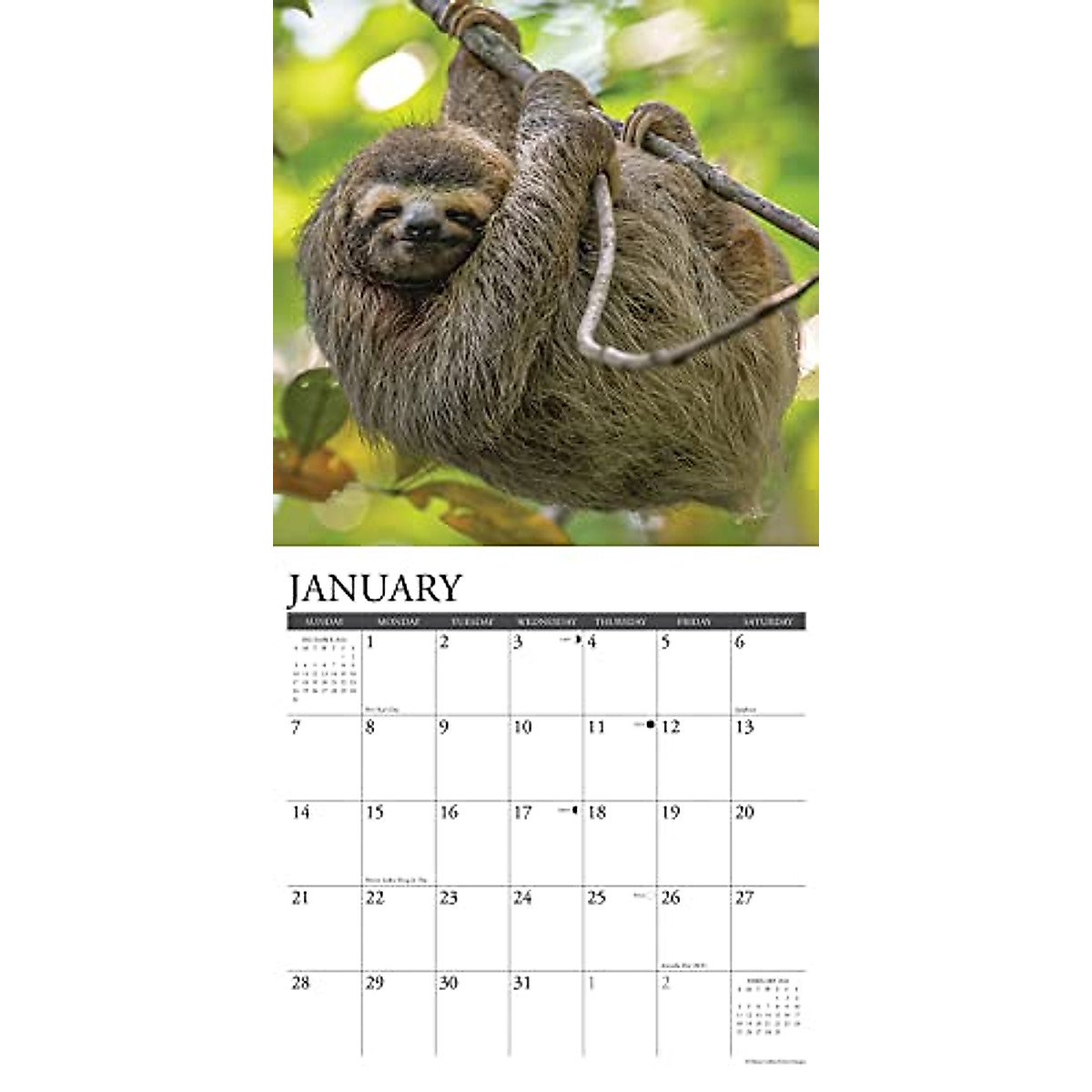 Willow Creek Press Sloths Monthly 2024 Wall Calendar (12" x 12")