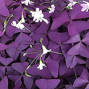 16 Bulbs - Purple Shamrocks Lucky Lovely Flowers Bulbs for Planting Oxalis Triangularis 002