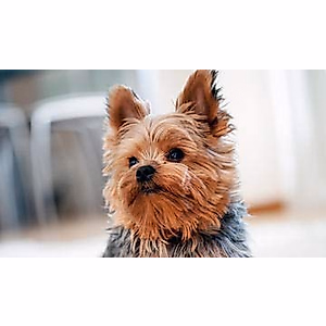 skin and coat essentials for dogs - DOG OMEGA 3 ESSENTIAL FATTY ACIDS - ADVANCED FORMULA - HAIR AND COAT HEALTH - NATURAL - dog anti inflammatory pain relief - 2 Bottles (360 Softgels)