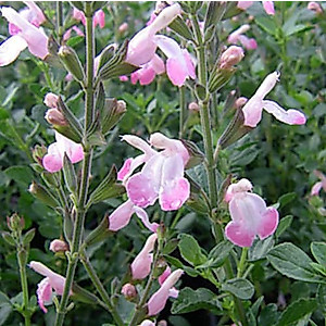 CHUXAY GARDEN Salvia 'Pink Frills' Seeds,Pink Salvia Greggii,Autumn Salvia 40 Seeds Showy Accent Plant Lovely Pink Flowers Great Herb Plant Easy for Planting