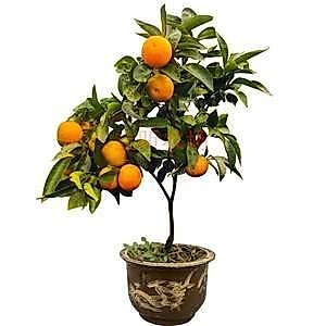 Bonsai Orange Tree Seeds, 40 Seeds,Grow a Delicious Fruit Bearing Bonsai Tree