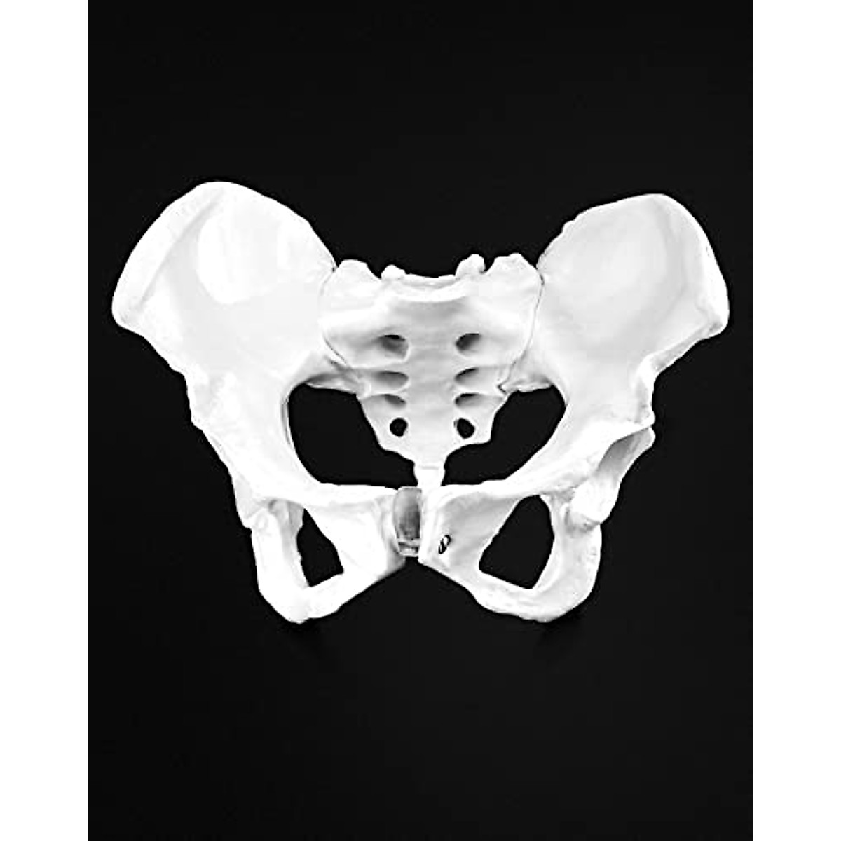 QWORK Life Size Female Hip Bone Pelvic Model, Female Pelvis Model, Including Two Hip Bones, Sacrum and 4/5 Lumbar Spine, Pelvic Skeleton Anatomical Model, for Science Studying