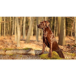 I LOVE MY PETS LLC Dog Immune Treats - Dog Healthy Hair and Coat - Premium Formula - Chews - Vitamin e for Dogs Skin - 60 Treats (1 Bottle)