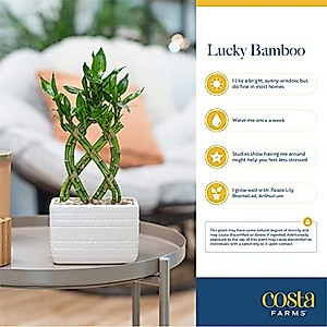 Costa Farms Lucky Bamboo Plant, Easy to Grow Live Indoor Houseplant in Ceramic Planter Pot, Potting Mix, Grower's Choice, Perfect for Home Tabletop, Office Desk, Shelf, Zen Room Decor, 12-Inches Tall