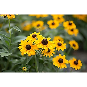 Brown-Eyed Susan Flower Seeds for Planting, 3000+ Seeds Per Packet, (Isla's Garden Seeds), Non GMO & Heirloom Seeds, Scientific Name: Rudbeckia triloba, Great Home Flower Garden Gift