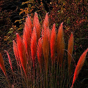 WYKsoku Bonsai Ornamental Plant Flower Seeds, 300Pcs Cortaderia Selloana Seeds Pampas Grass Home Garden Balcony Bonsai Decor - Pink Cortaderia Selloana Seeds