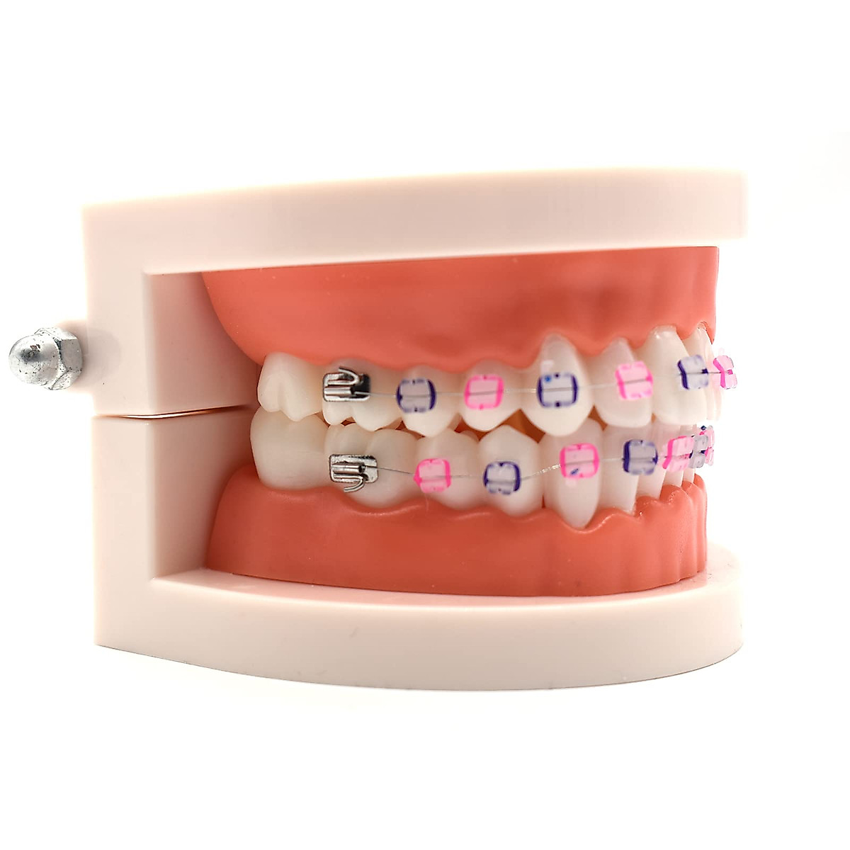 Angzhili 1 Piece Dental Demonstration Orthodontic Model with Metal Wires and Bracket (Ceramic bracket)