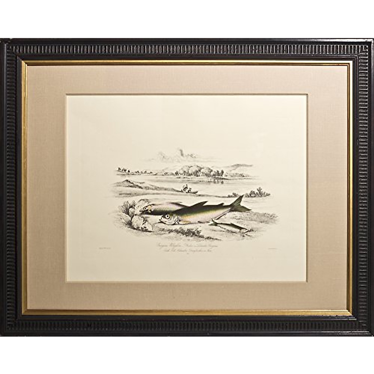 Coregonus Willughbeu - Vendace or Lochmaben