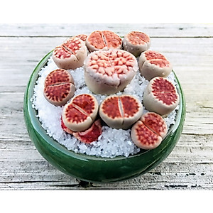 Pack of 3 Live Exotic Lithops Karasmontana V Mickbergensis VAR Red Top 3 Years Old Living Stone Plant Great Lithops Collector Item