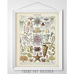 Vintage Crustaceancore Ocean Life Jellyfish Marine Biology Science Illustration Art Print by Meishe | 11x14 Unframed Art Print Poster | Great Beach House Wall Decor Poster Under $15