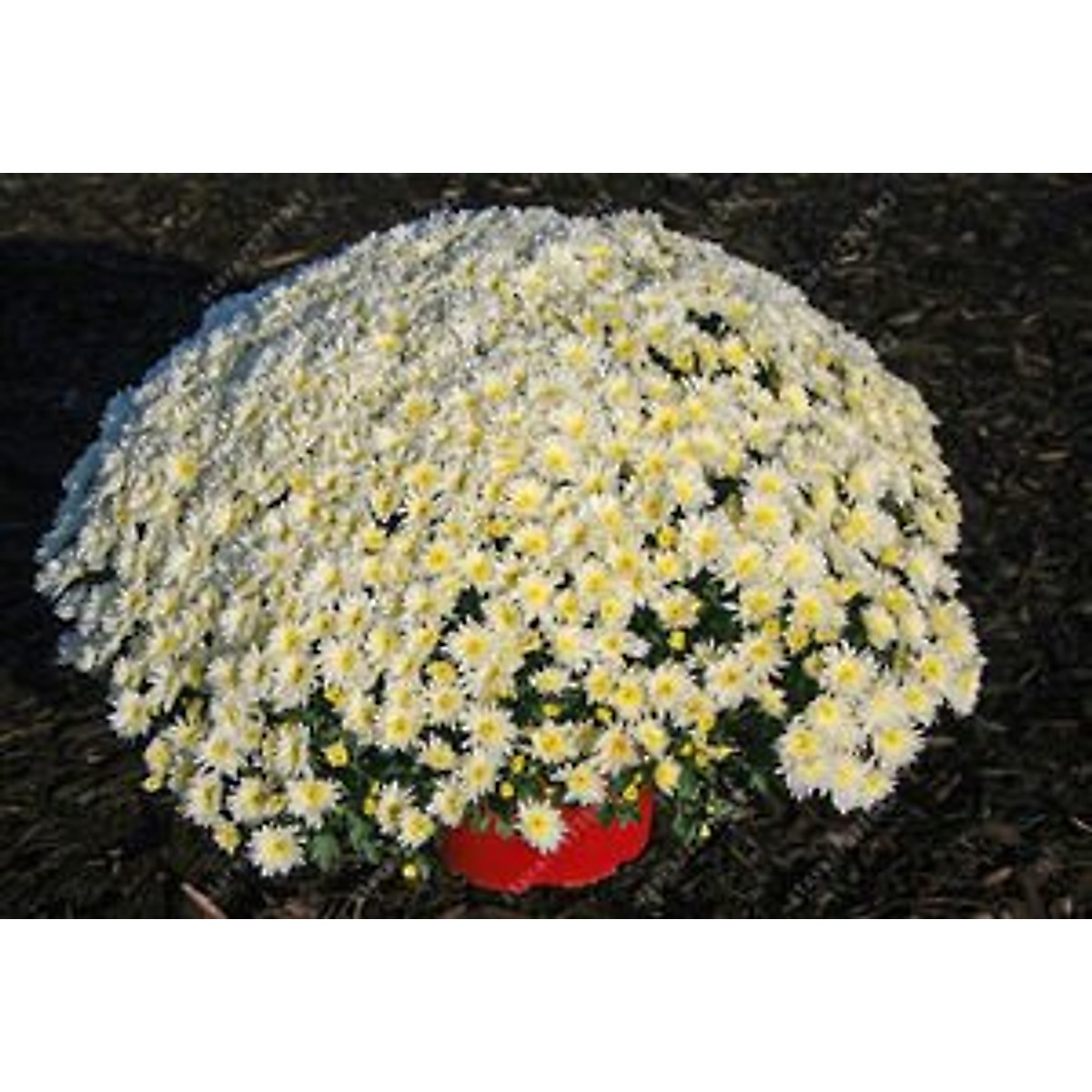100pcs/bag Ground-cover chrysanthemum seeds, chrysanthemum perennial bonsai flower seeds daisy potted plant for home garden 6