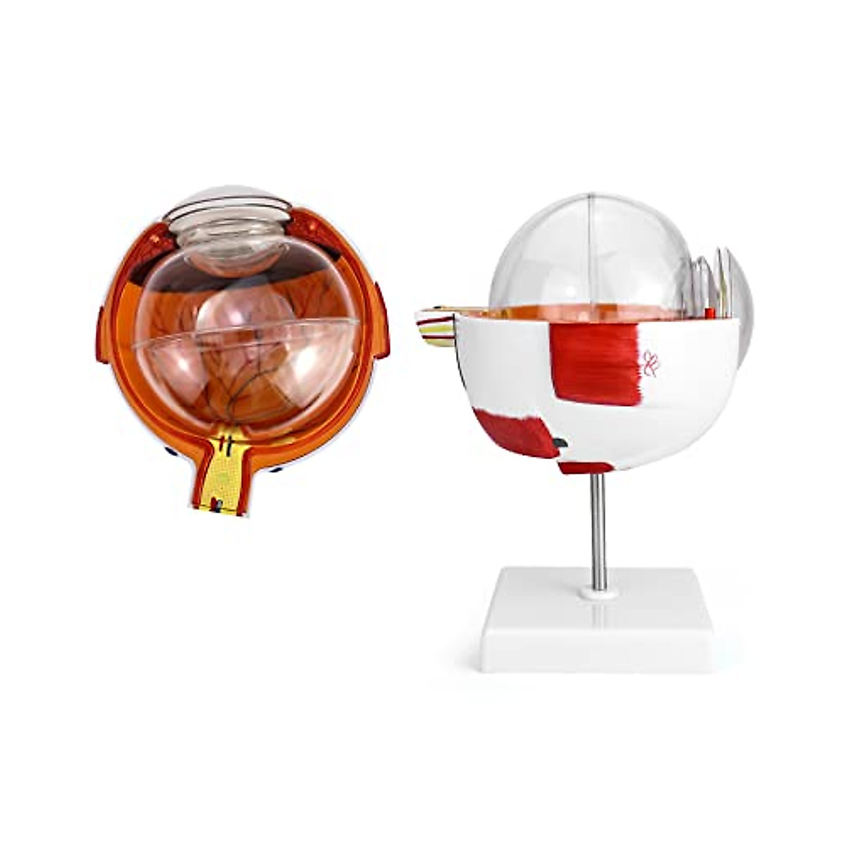 QWORK 6X Enlarged Human Eye Anatomy Model, Magnified Eyeball Model with Detachable Bracket, Anatomically Accurate Science Education Display Medical Teaching Education Human Eye Anatomical Model