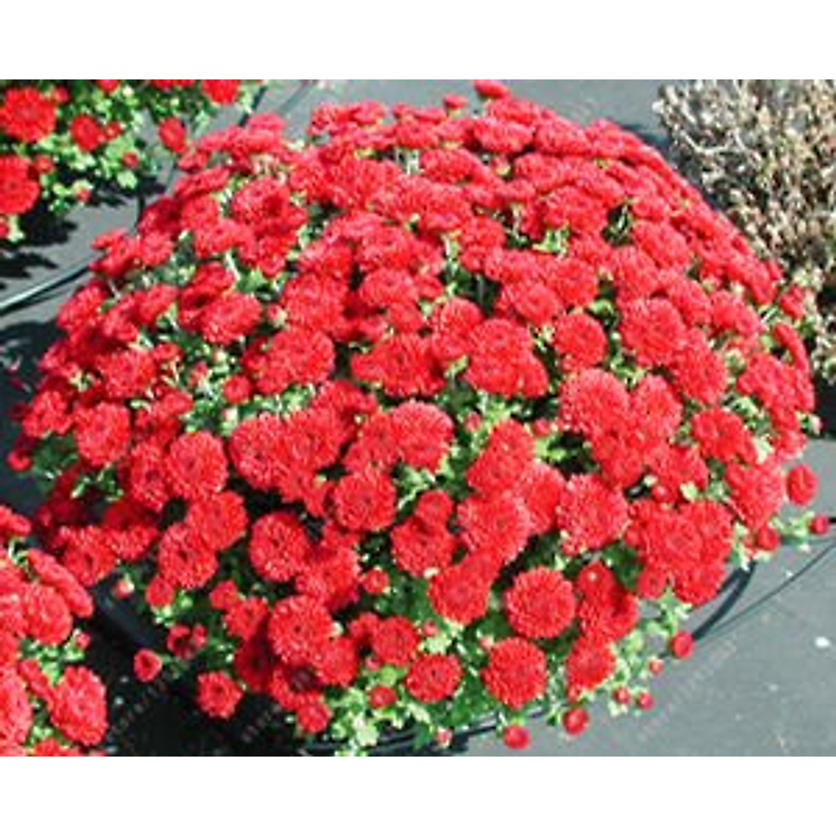 100pcs/bag Ground-cover chrysanthemum seeds, chrysanthemum perennial bonsai flower seeds daisy potted plant for home garden 6