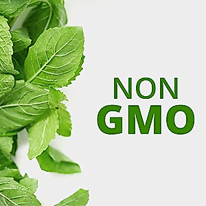 Seedra.US 300+ Italian Large Leaf Basil Seeds for Indoor, Outdoor and Hydroponic Planting, Non GMO Heirloom Seeds for Home Garden - 1 Pack