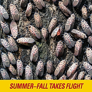 PIC Spotted Lantern Fly Trap, 2 Rolls 20ft Each, Outdoor Adhesive Crawling and Flying Insect Trap, Protect Trees, Pest Control, 2 Pack