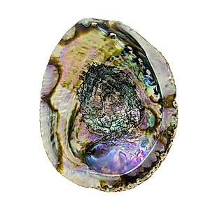 Bholi Sage Plus Sage Smudge Kit Abalone Shell Bowl 6-7 Inches Used for Burning Sage, Home Decor or Accent Piece