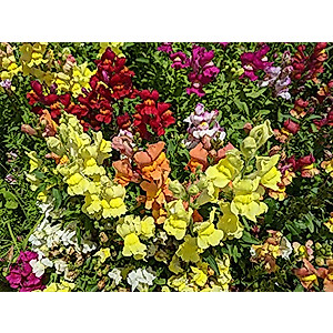 Tetra Mix Snapdragon Seeds for Planting, 2000+ Flower Seeds Per Packet, (Isla's Garden Seeds), Non GMO & Heirloom Seeds, Scientific Name: Antirrhinum majus, Great Home Garden Gift