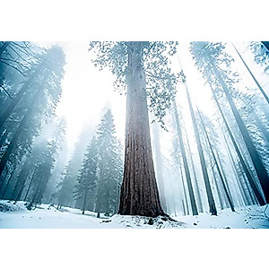 Giant Sequoia | Tree Seed Grow Kit | The Jonsteen Company