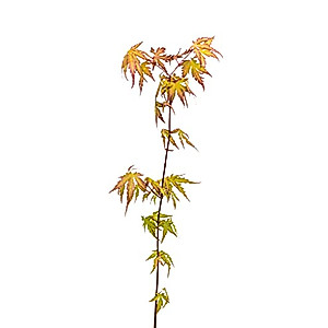 Japanese Maple | Medium Tree Seedling | The Jonsteen Company